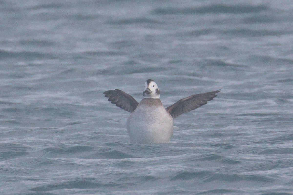 コオリガモのパタパタ Long-tailed Duck : jobi,jobi!