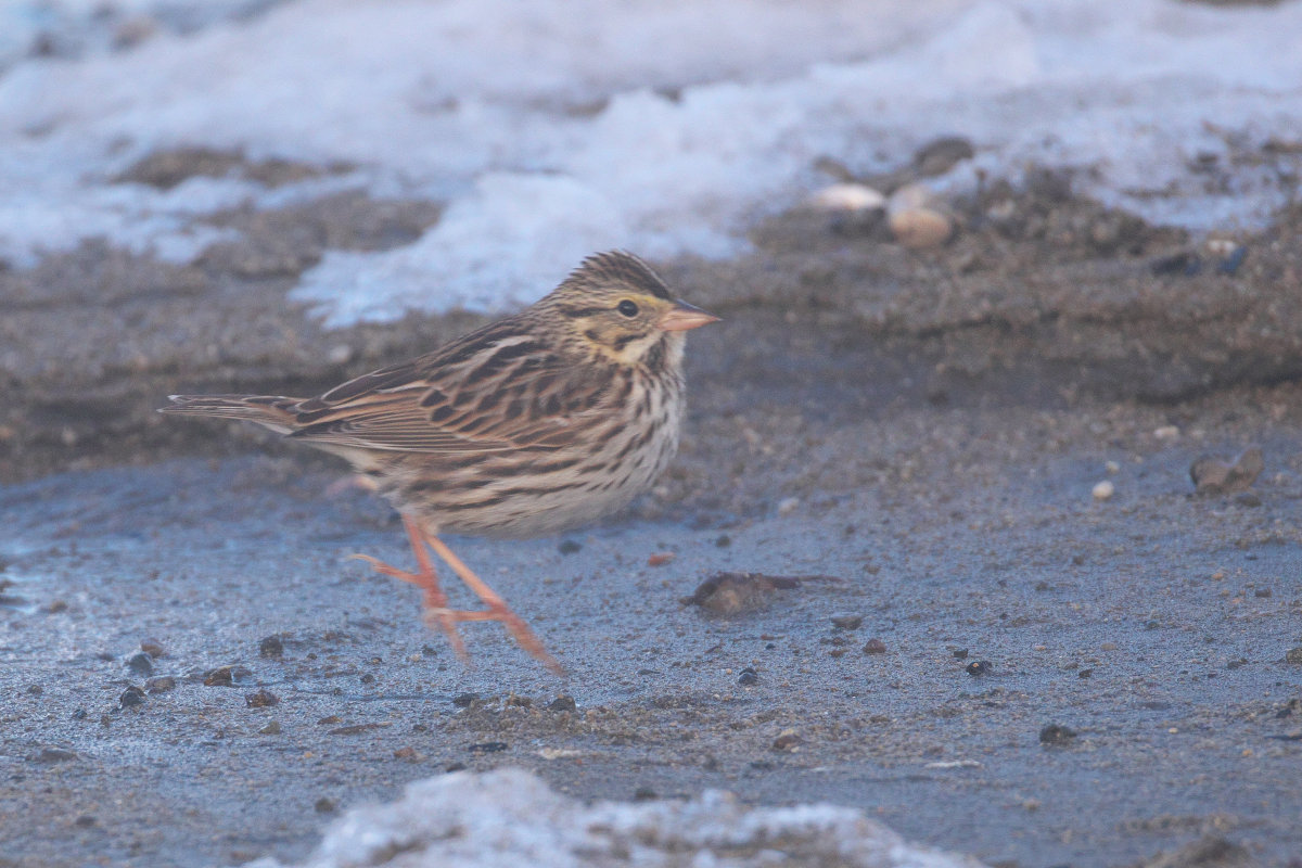 走るサバンナシトド Savannah Sparrow : jobi,jobi!