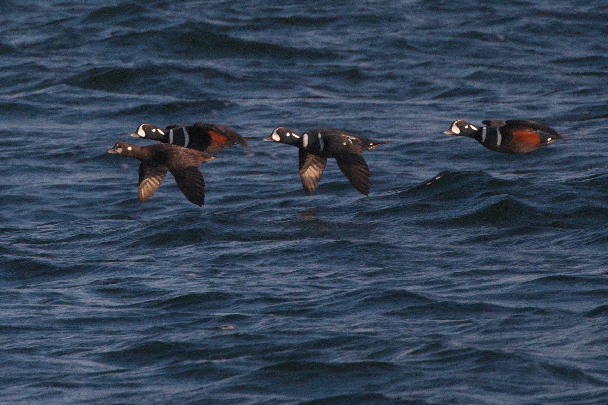 海上を飛ぶシノリガモ Harlequin Duck : jobi,jobi!