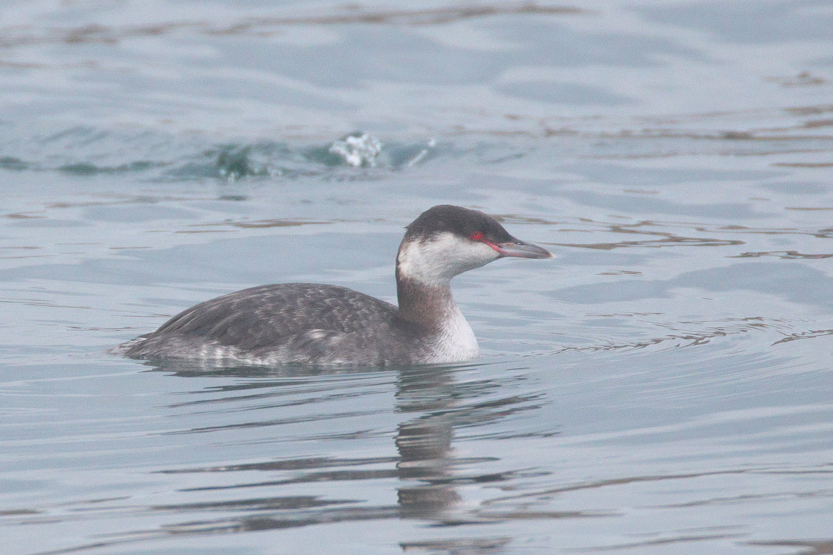 ミミカイツブリ第一回冬羽 Horned Grebe : jobi,jobi!