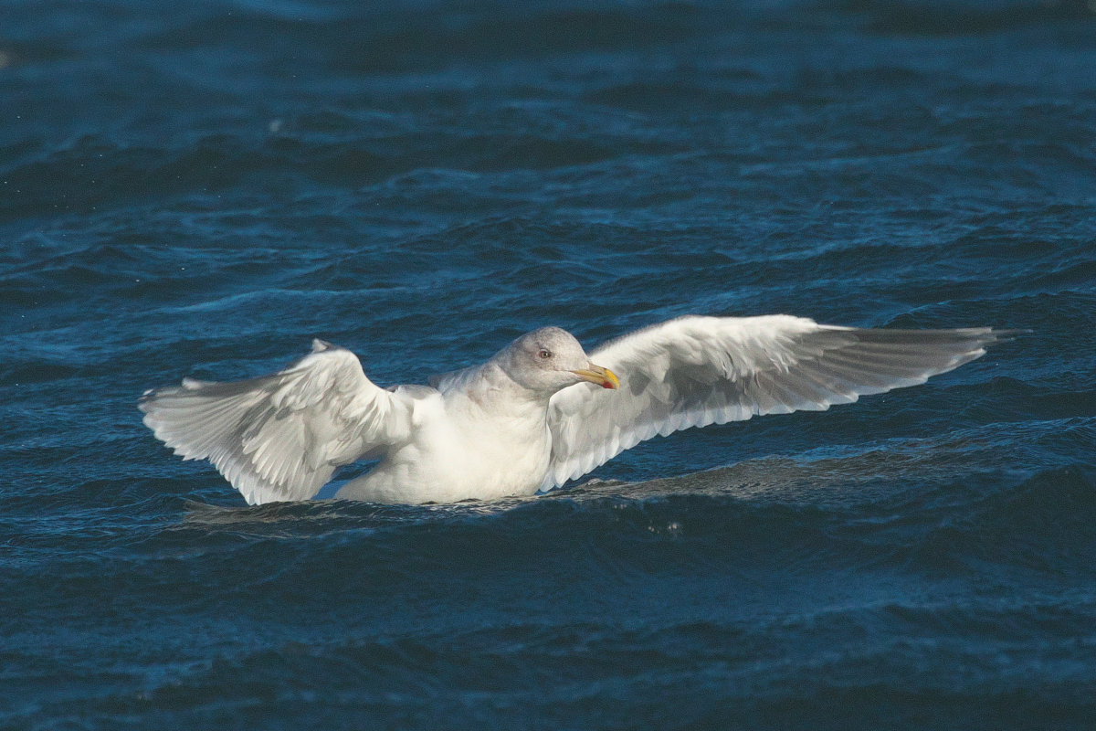 クムリーンカモメ（ほぼ）成鳥 Kumlien's Gull : jobi,jobi!