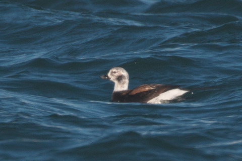 夏羽が多く残るコオリガモ雄 Long-tailed Duck : jobi,jobi!