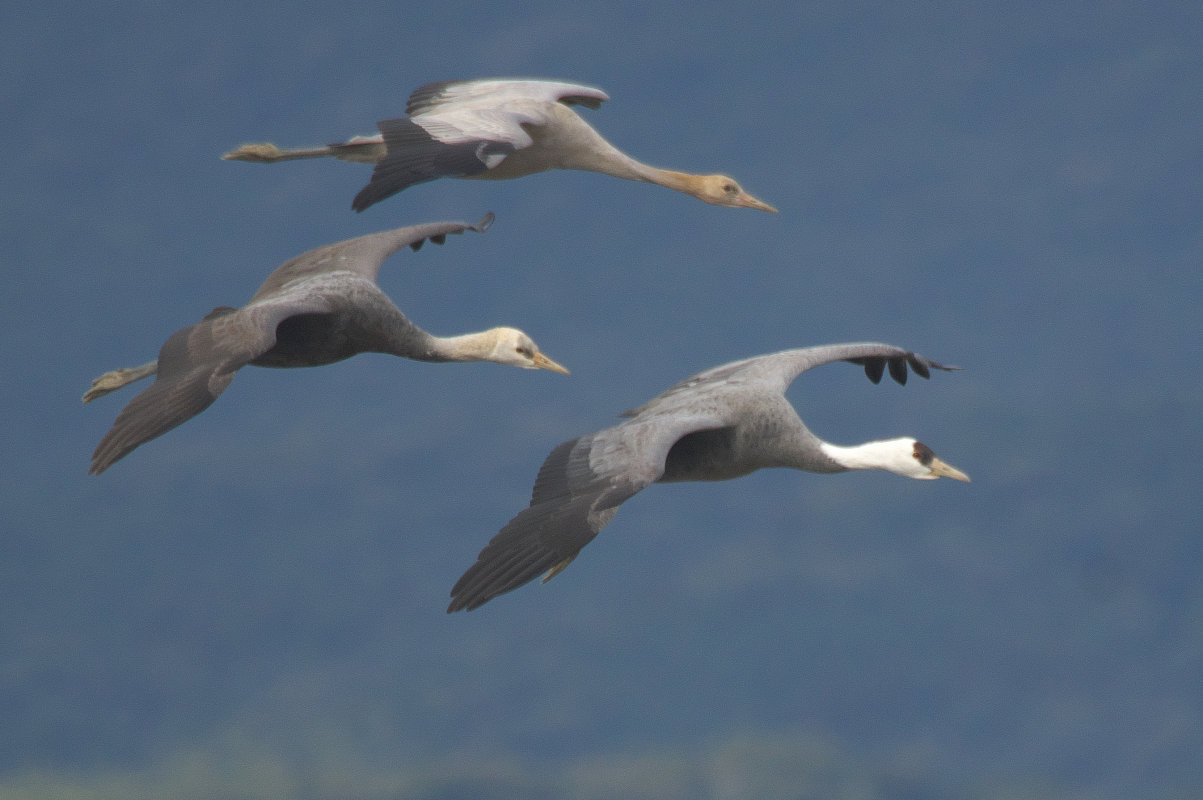 出水でナベヅル Hooded Crane : jobi,jobi!