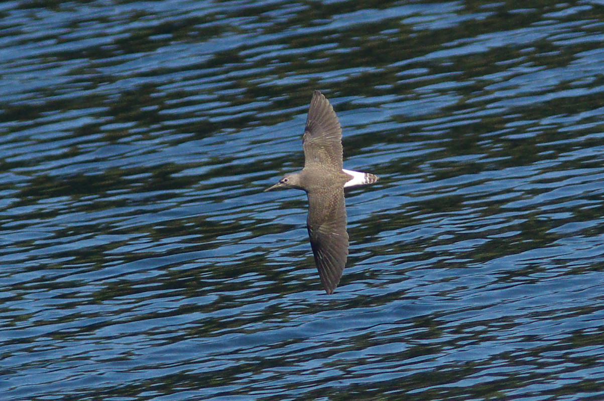 クサシギ Green Sandpiper : jobi,jobi!