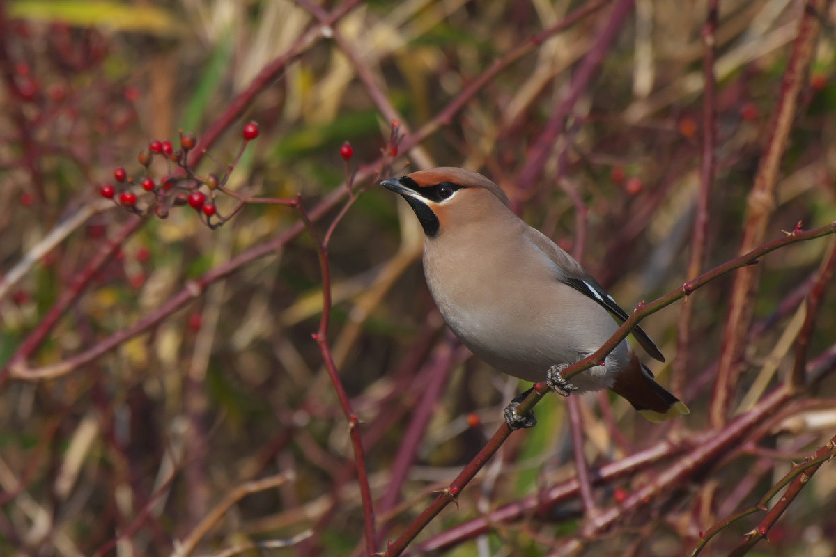 ノイバラにキレンジャク～その2 Bohemian Waxwing : jobi,jobi!
