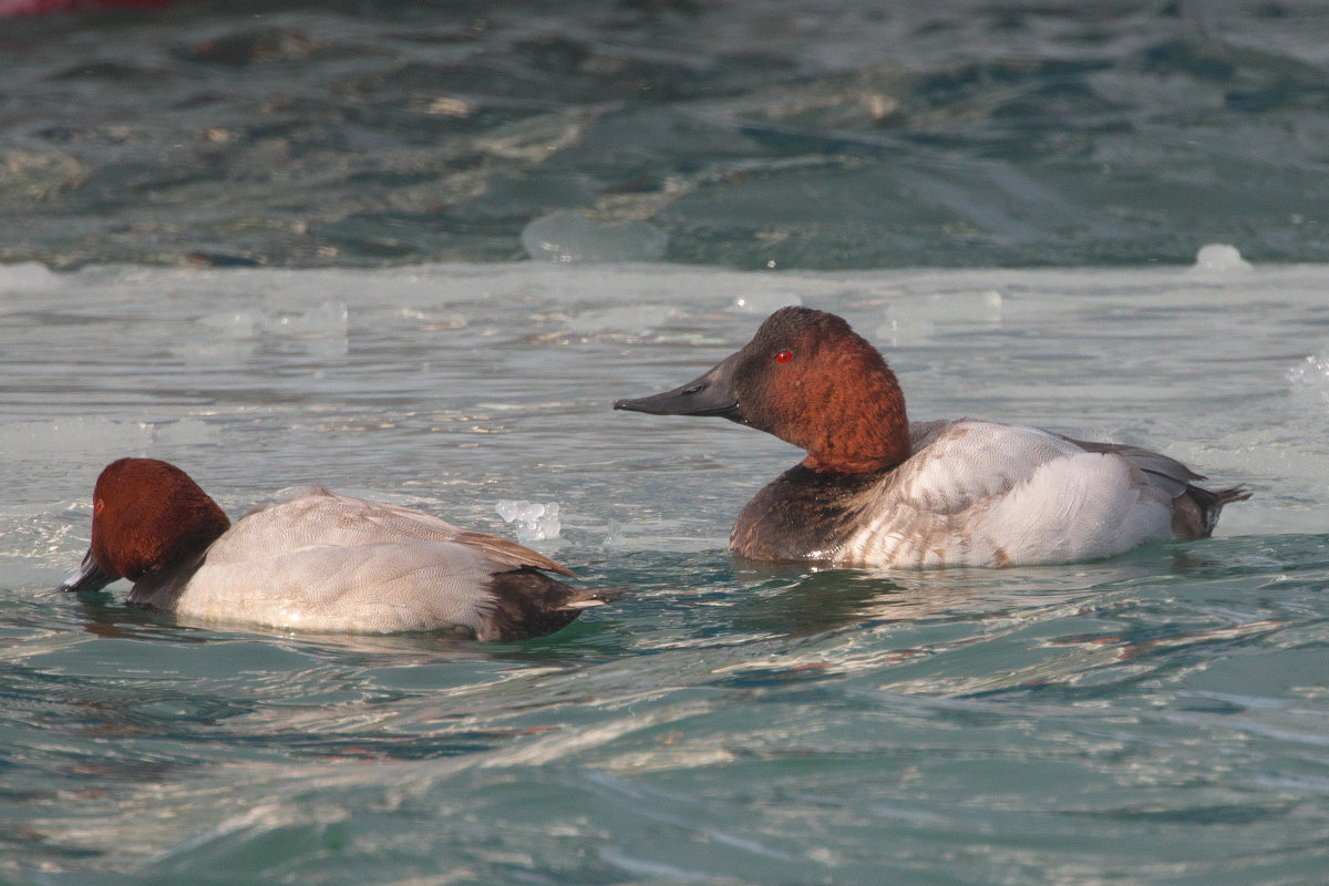 凍てつく港でオオホシハジロ雄 Canvasback : jobi,jobi!