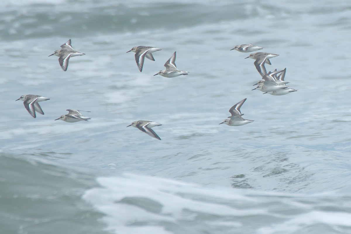 荒海を飛ぶミユビシギ Sanderling : jobi,jobi!