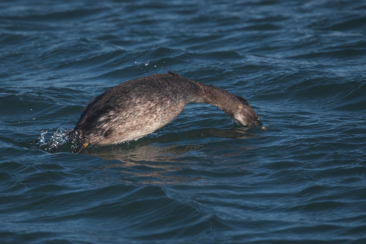 アカエリカイツブリ冬羽 Red-necked Grebe : jobi,jobi!
