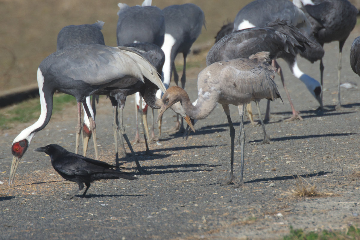 クロヅル幼鳥 Common Crane : jobi,jobi!
