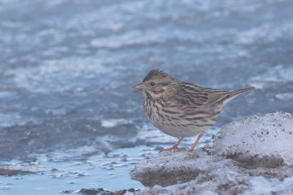 砂浜にサバンナシトド Savannah Sparrow : jobi,jobi!