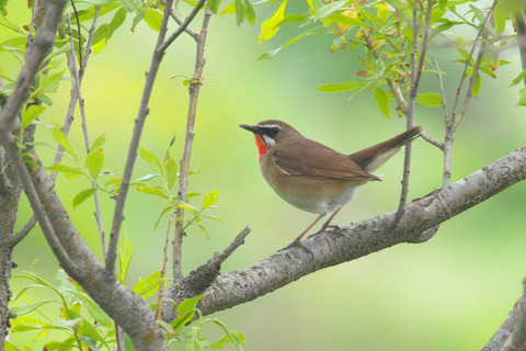 今季初のノゴマ’24 Siberian Rubythroat : jobi,jobi!