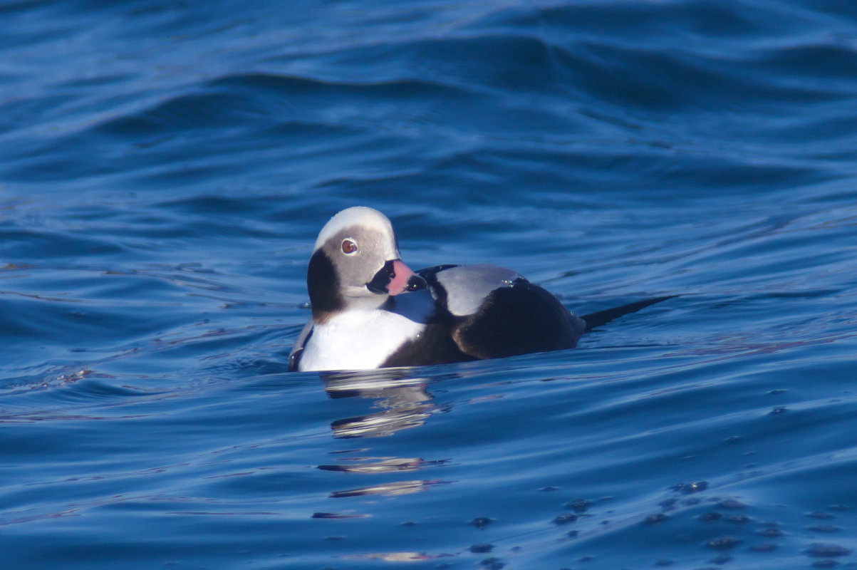 コオリガモの潜水 Long-tailed Duck : jobi,jobi!