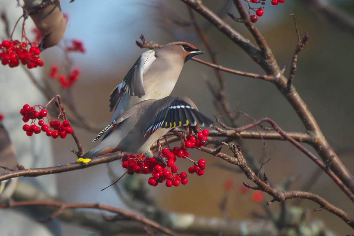 キレンジャク飛来 Bohemian Waxwing : jobi,jobi!