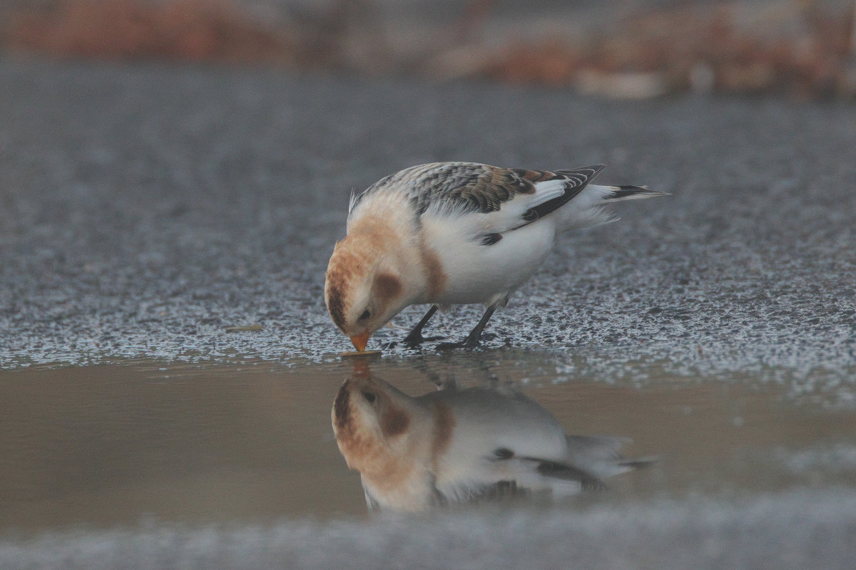 水たまりのユキホオジロ Snow Bunting : jobi,jobi!