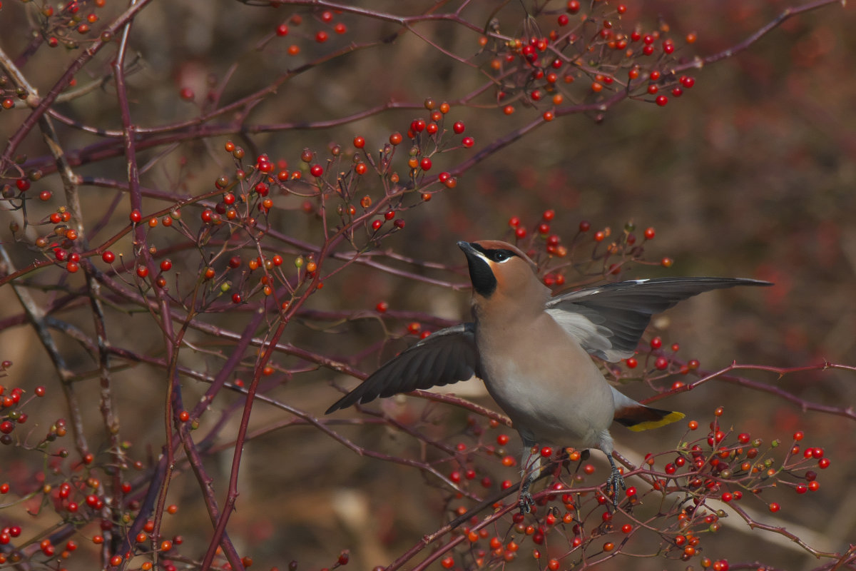 ローズヒップを啄むキレンジャク Bohemian Waxwing : jobi,jobi!