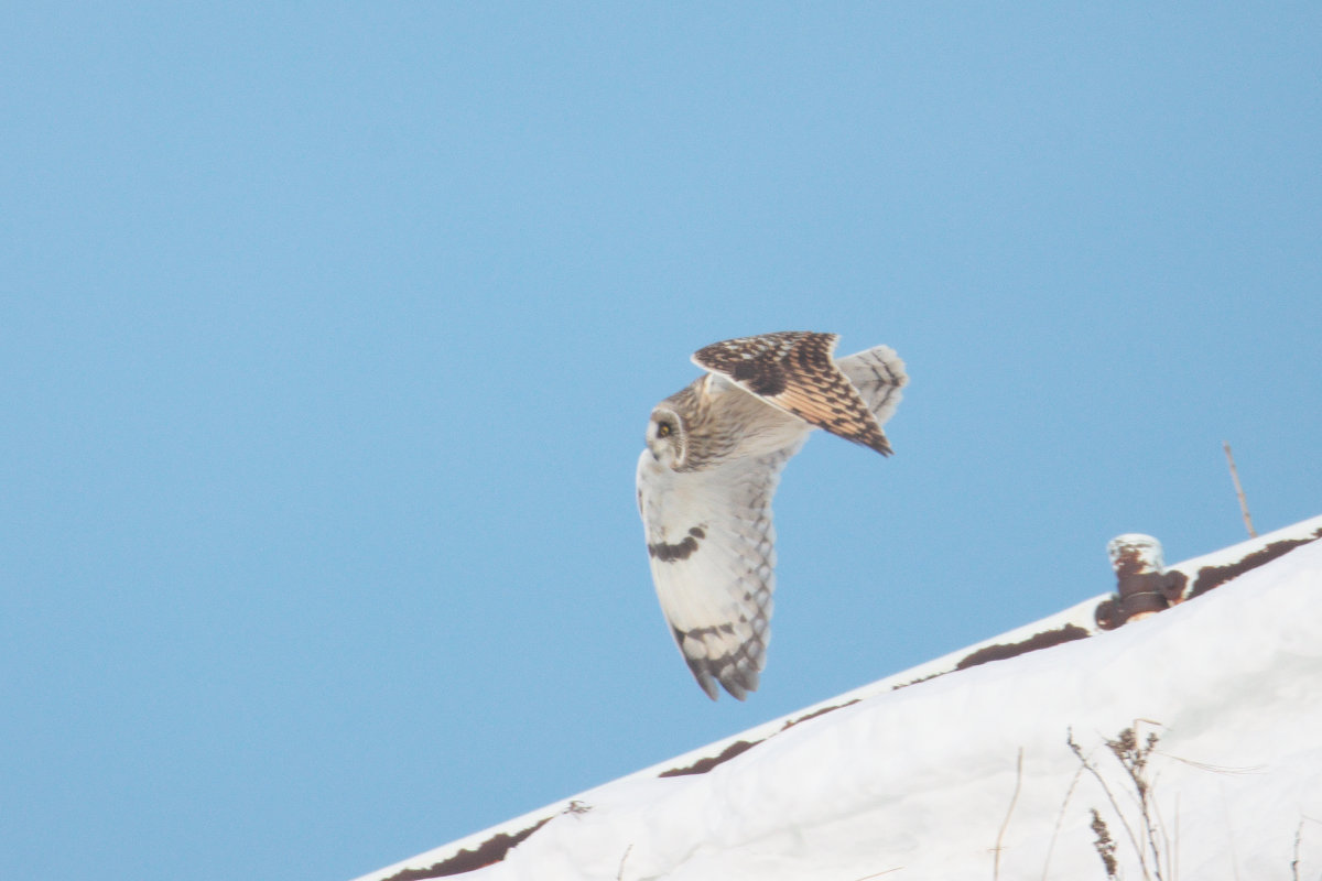 崖から飛び出すコミミズク Short-eared Owl : jobi,jobi!