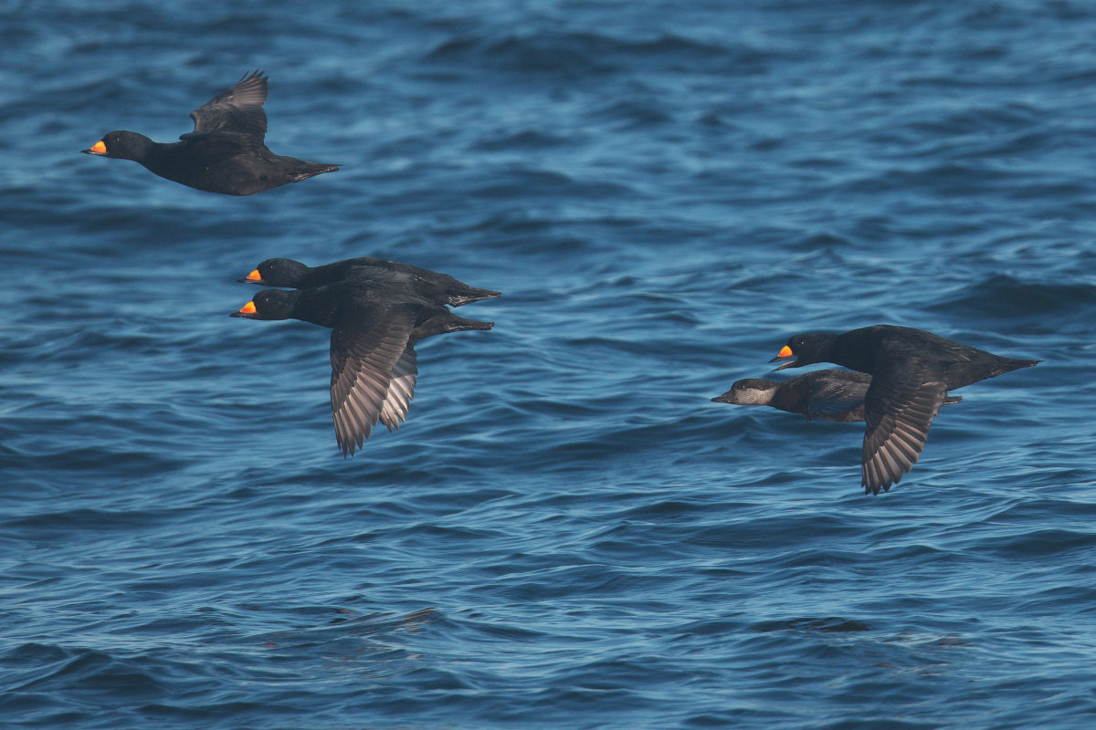 クロガモ飛翔 Black Scoter : jobi,jobi!