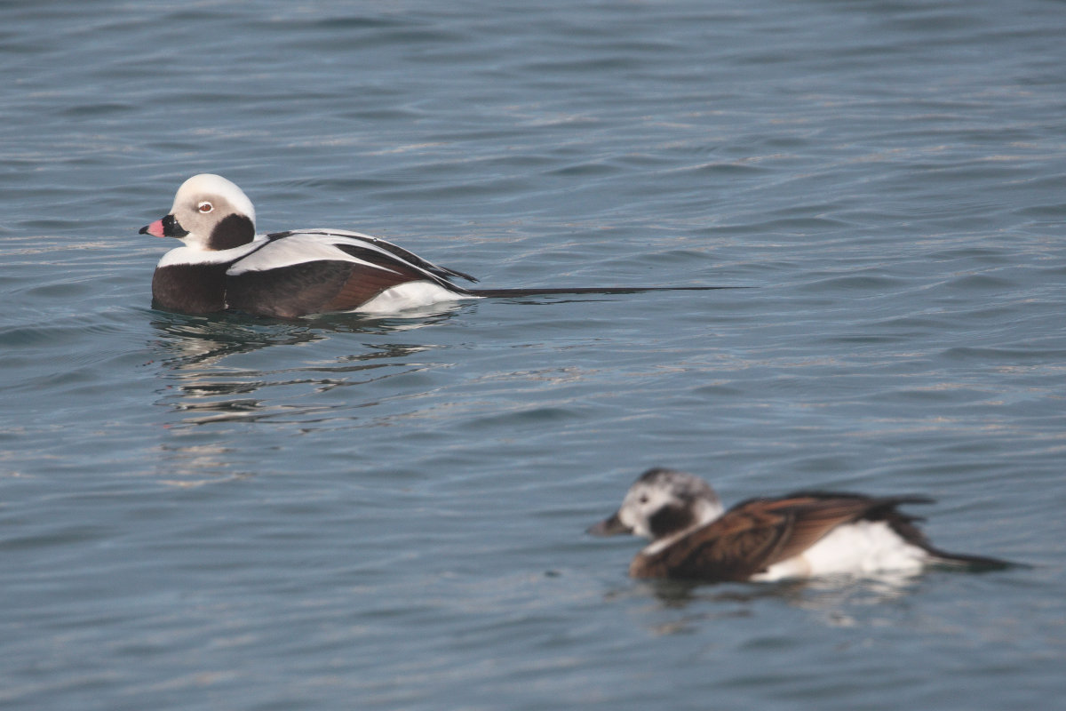 尾の長いコオリガモ Long-tailed Duck : jobi,jobi!