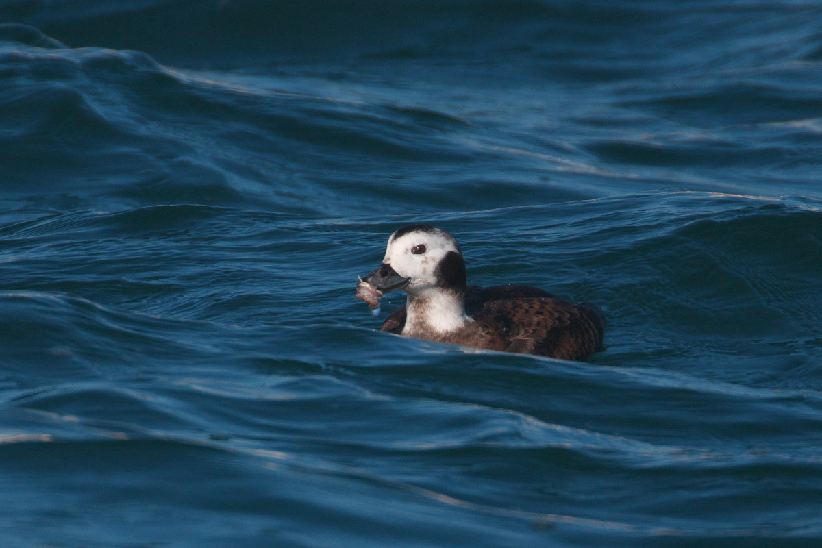 お魚咥えたコオリガモ雌 Long-tailed Duck : jobi,jobi!