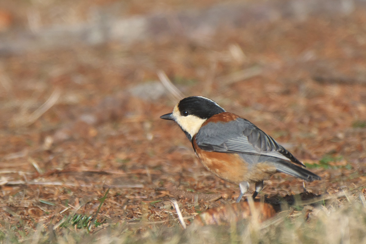 越冬ヤマガラ Varied Tit : jobi,jobi!