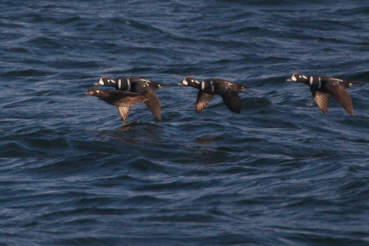 海上を飛ぶシノリガモ Harlequin Duck : jobi,jobi!
