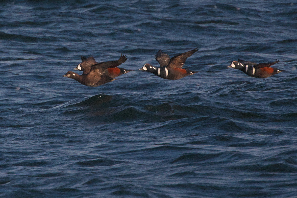海上を飛ぶシノリガモ Harlequin Duck : jobi,jobi!