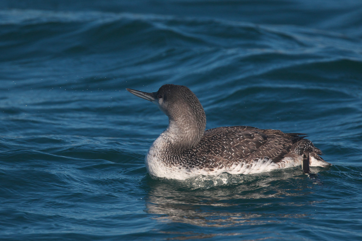 潮吹くアビ Red-throated Loon : jobi,jobi!