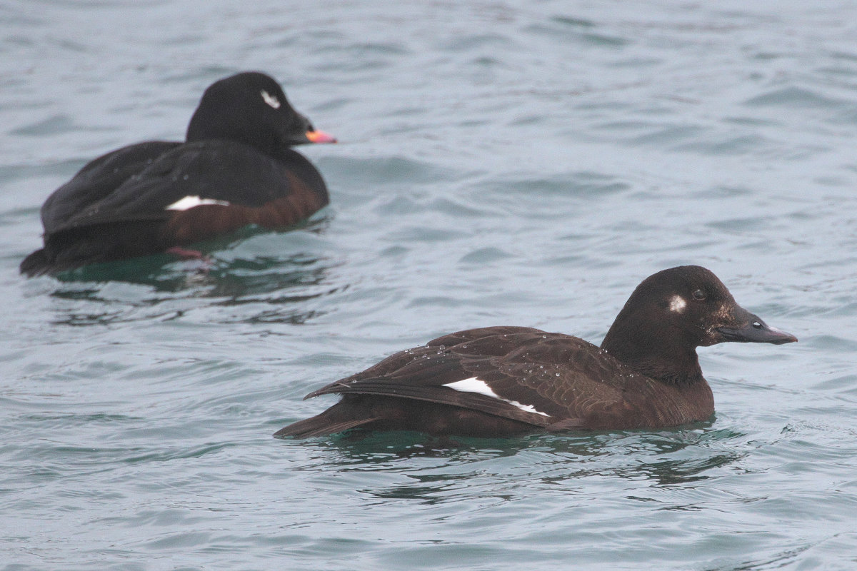 アメリカビロードキンクロ雌 White-winged Scoter : jobi,jobi!