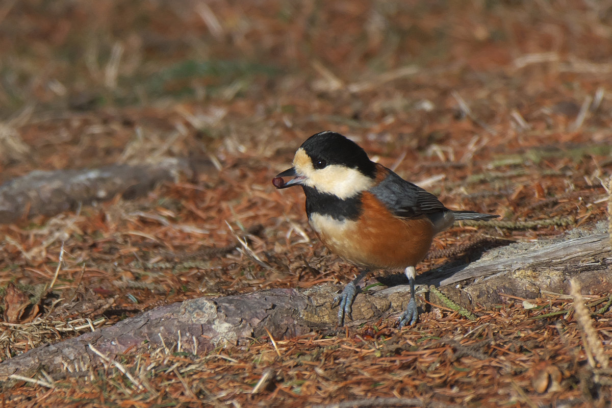越冬ヤマガラ Varied Tit : jobi,jobi!