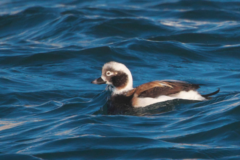 エクリプスから換羽中のコオリガモ雄 Long-tailed Duck : jobi,jobi!