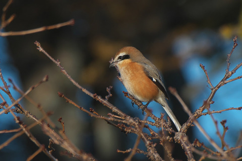 モズ第一回冬羽雄 Bull-headed Shrike : jobi,jobi!