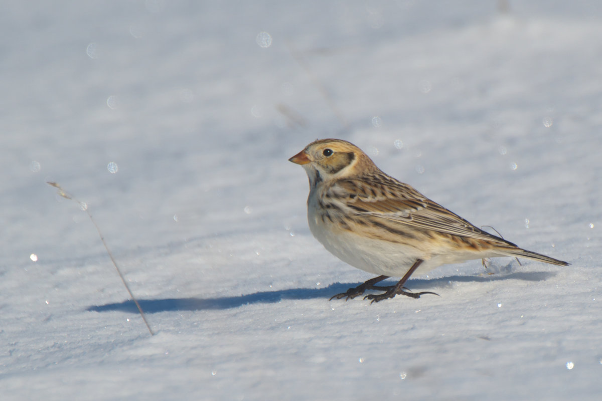 めんこいツメナガホオジロ雌 Lapland Longspur : jobi,jobi!