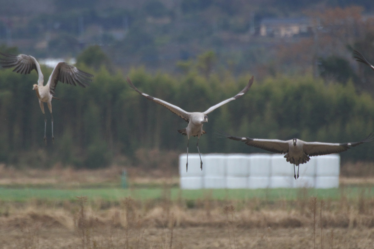 出水でクロヅルの小群 Common Crane : jobi,jobi!