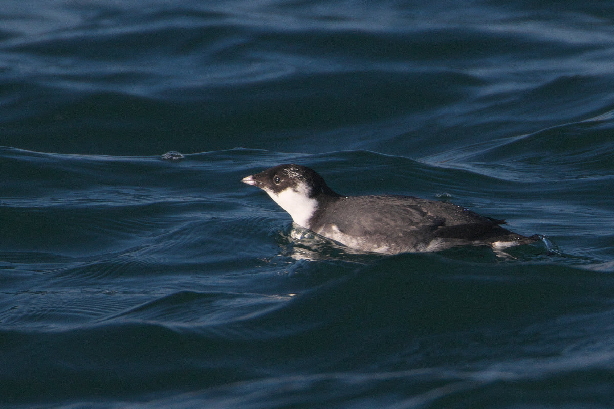 漁港でウミスズメ Ancient Murrelet : jobi,jobi!