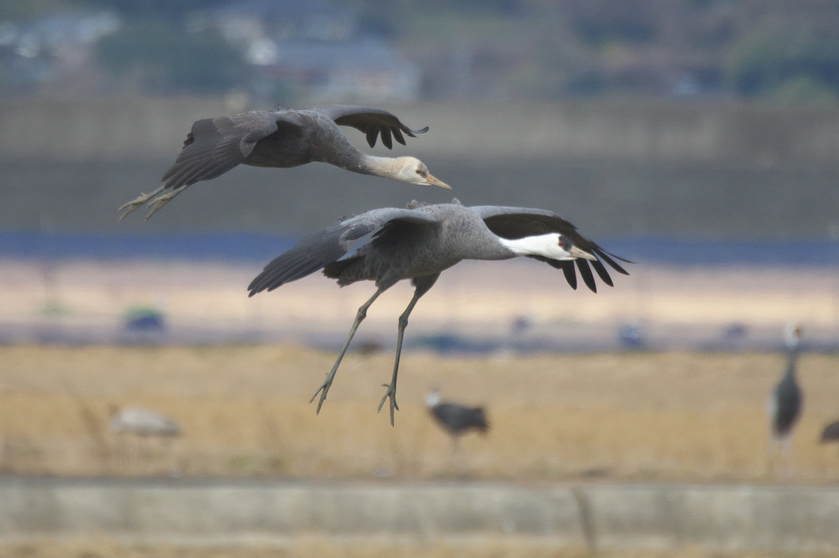 出水でナベヅル Hooded Crane : jobi,jobi!