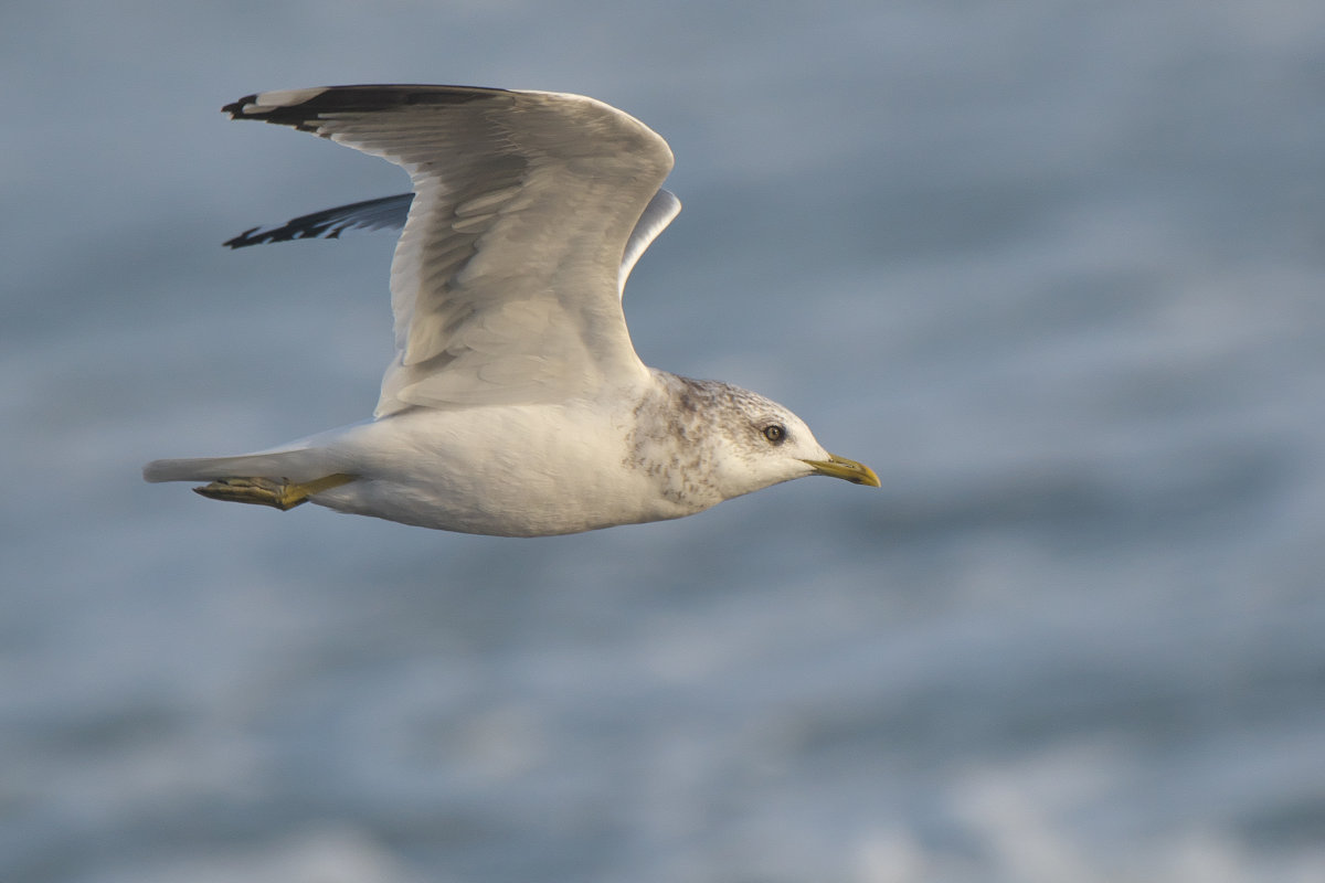 カモメ成鳥飛翔 Kamchatka Gull : jobi,jobi!