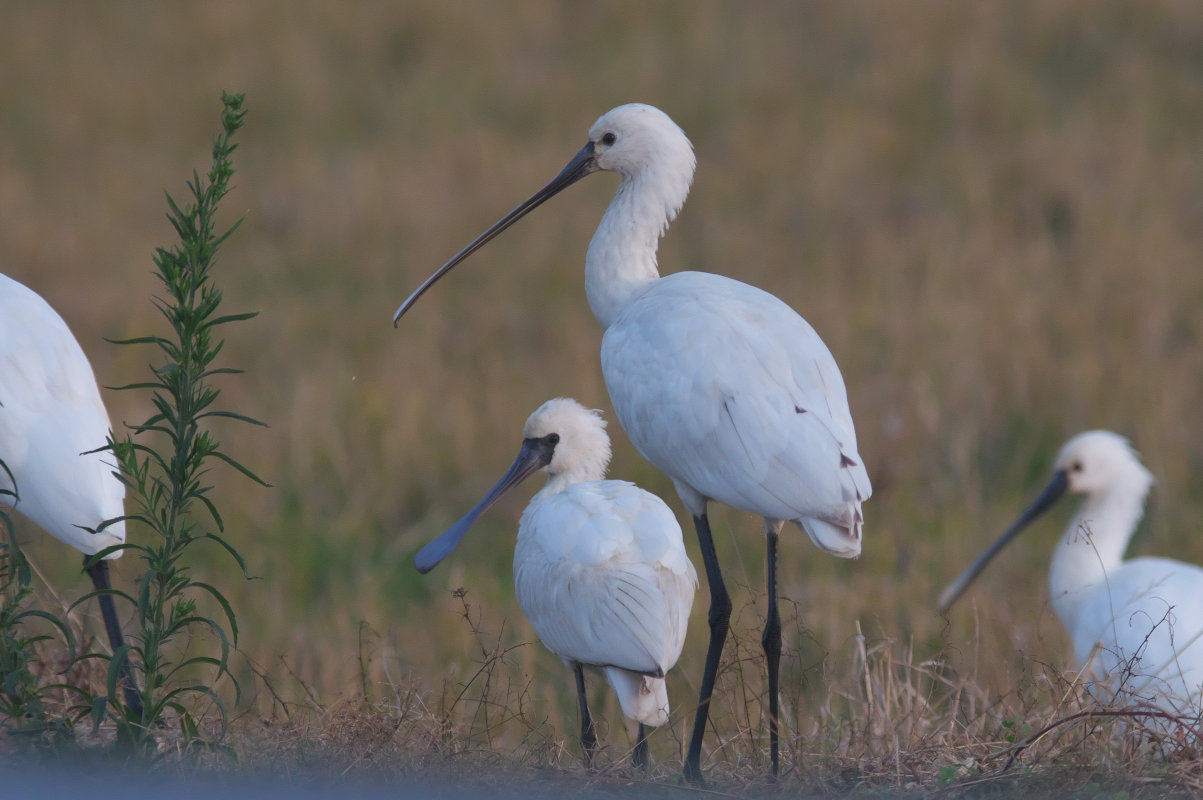 ヘラサギ Eurasian Spoonbill : jobi,jobi!