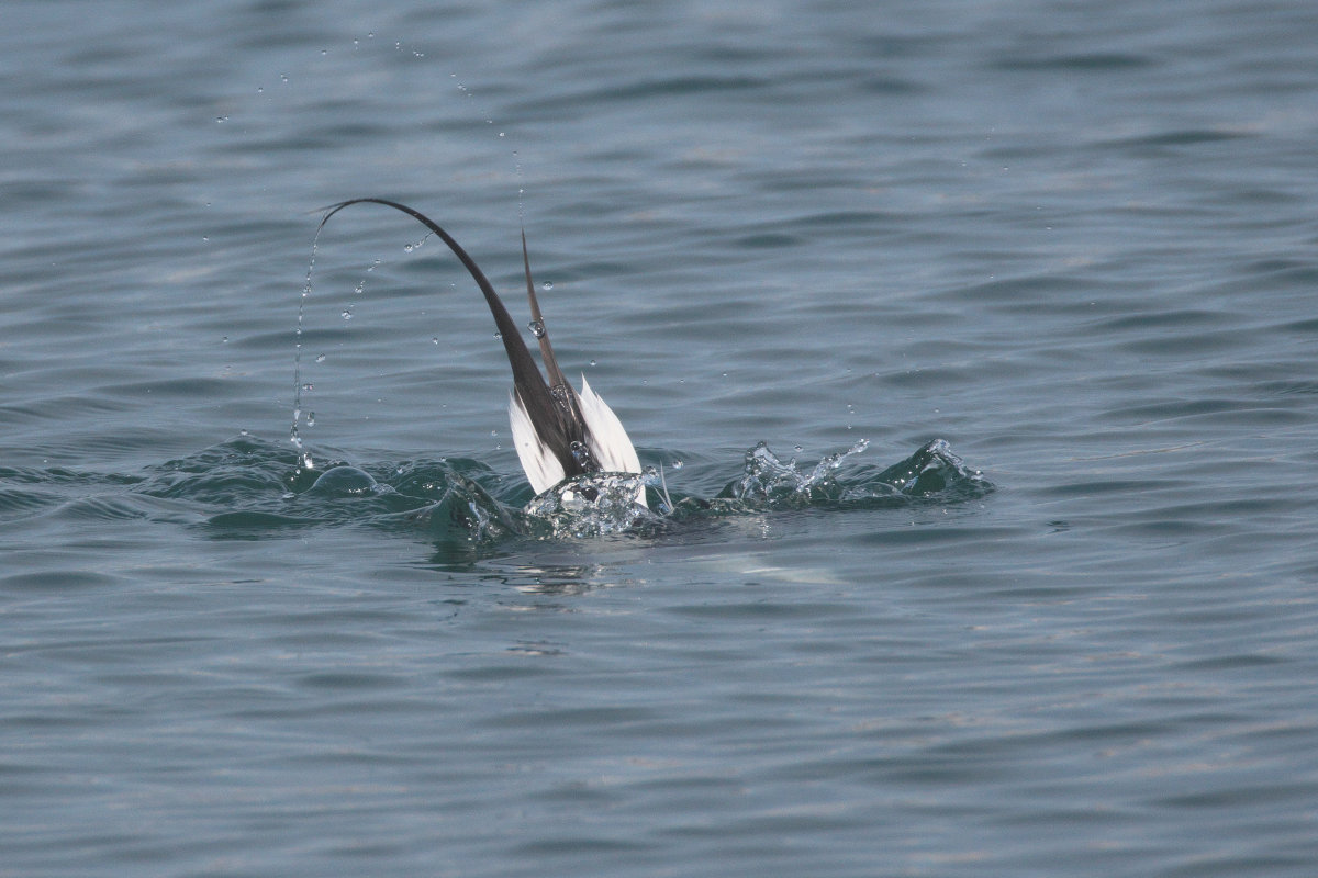 尾の長いコオリガモ Long-tailed Duck : jobi,jobi!