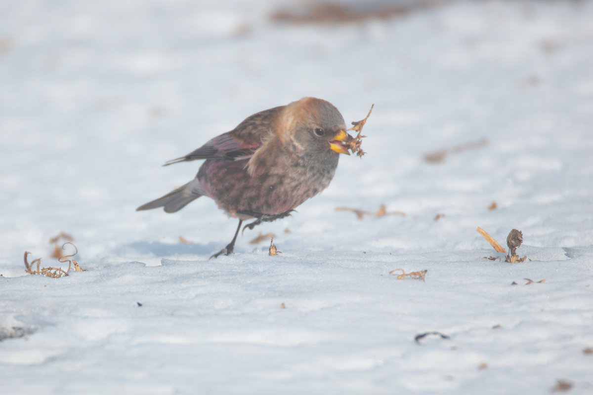 ハギマシコの性別 Asian Rosy Finch : jobi,jobi!