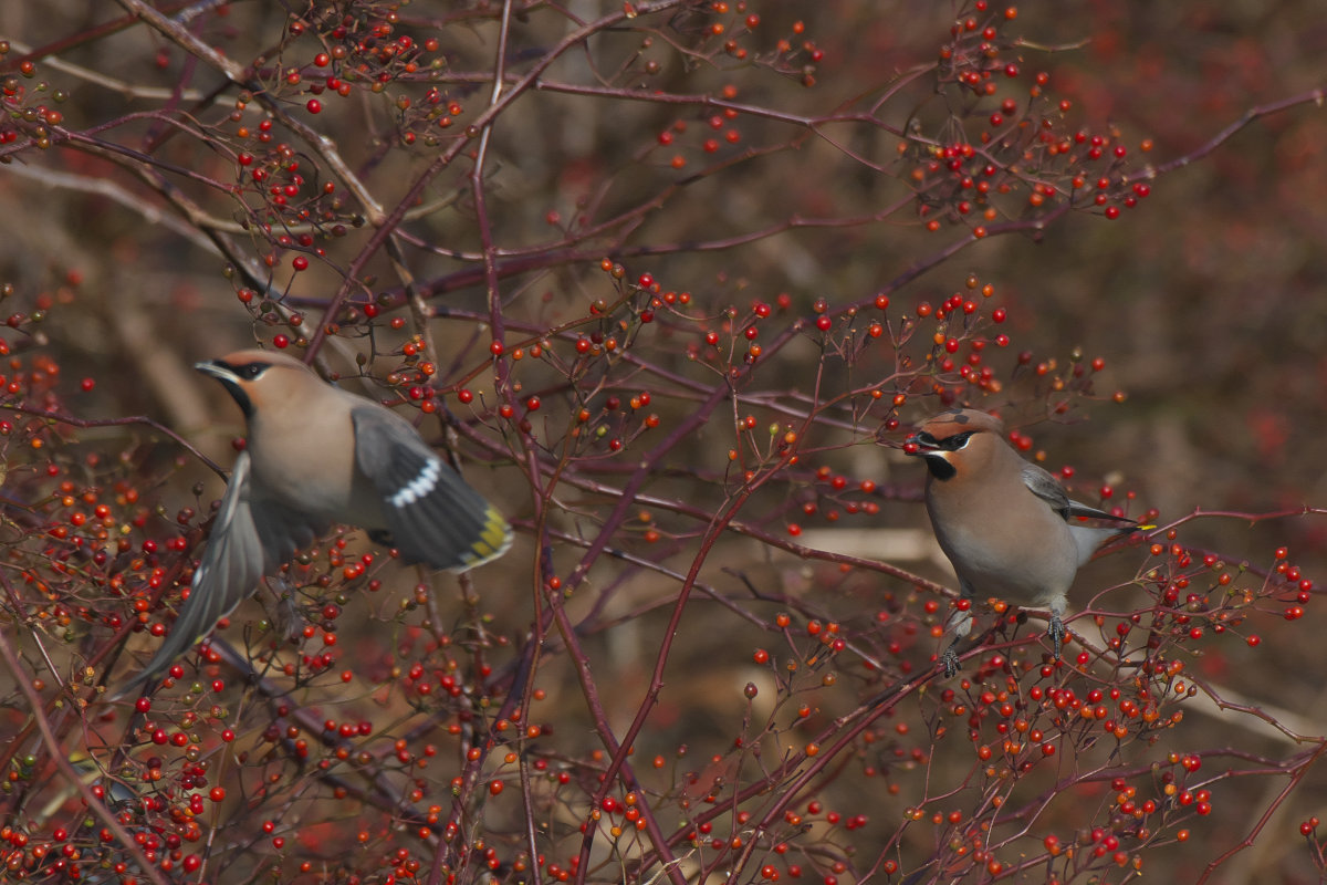 ローズヒップを啄むキレンジャク Bohemian Waxwing : jobi,jobi!