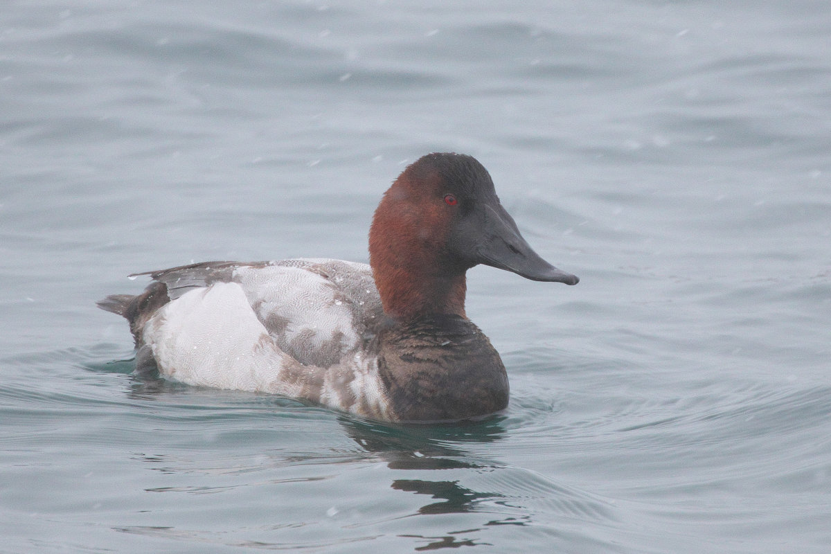 雪にオオホシハジロ雄と雌 Canvasback : jobi,jobi!