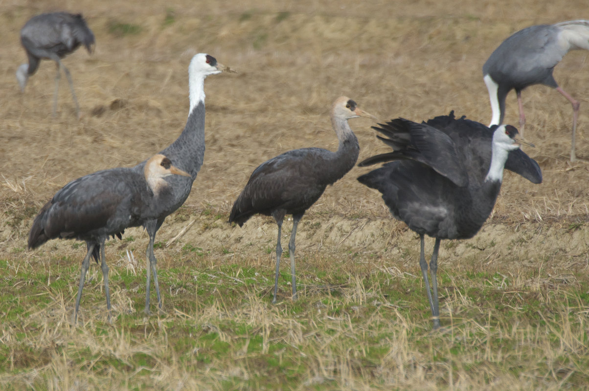 出水でナベヅル Hooded Crane : jobi,jobi!