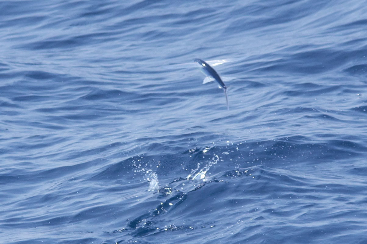 トビウオが飛ぶ Flyingfish : jobi,jobi!