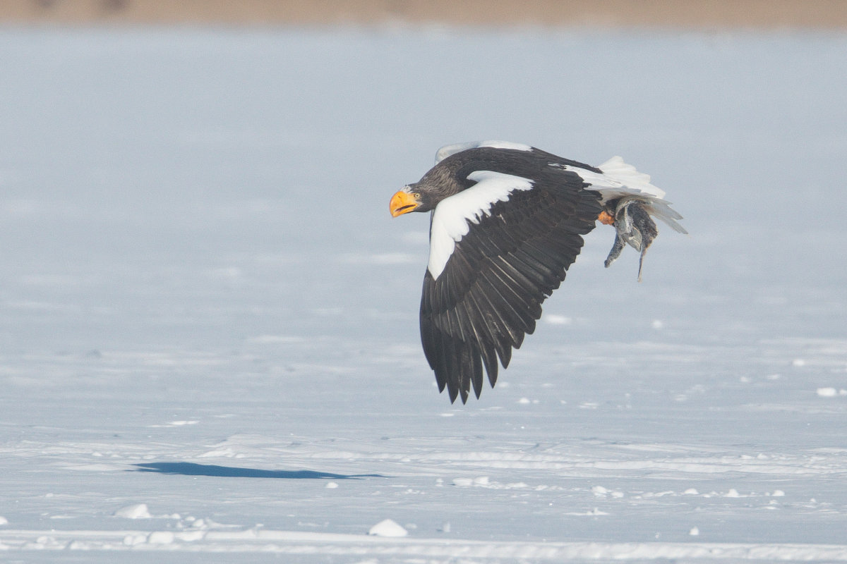 魚を掴んで飛ぶオオワシ Steller's Sea Eagle : jobi,jobi!