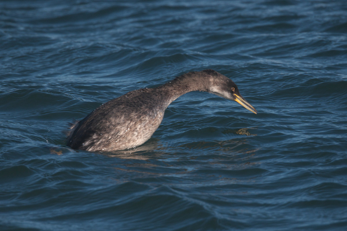 アカエリカイツブリ冬羽 Red-necked Grebe : jobi,jobi!