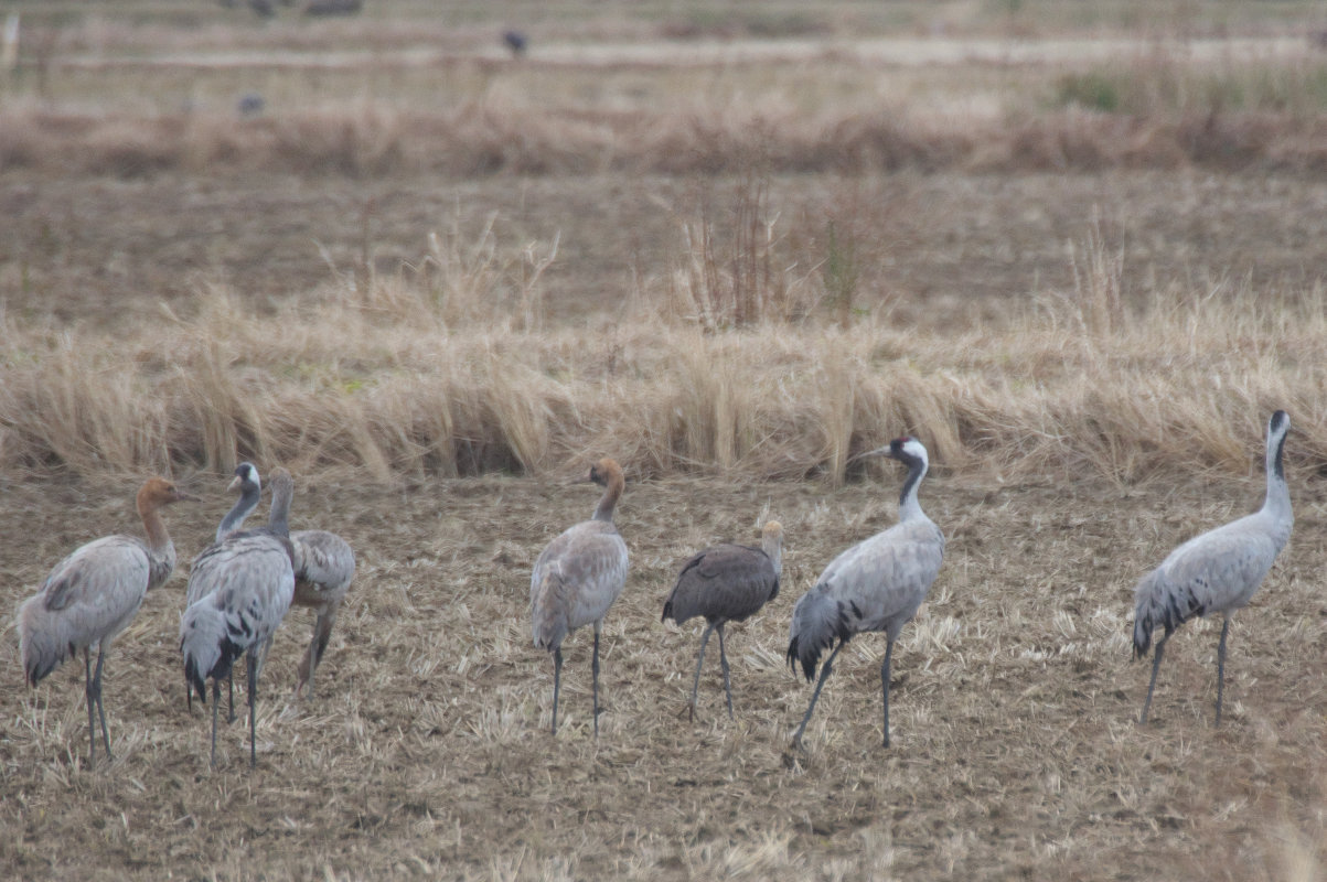 出水でクロヅルの小群 Common Crane : jobi,jobi!