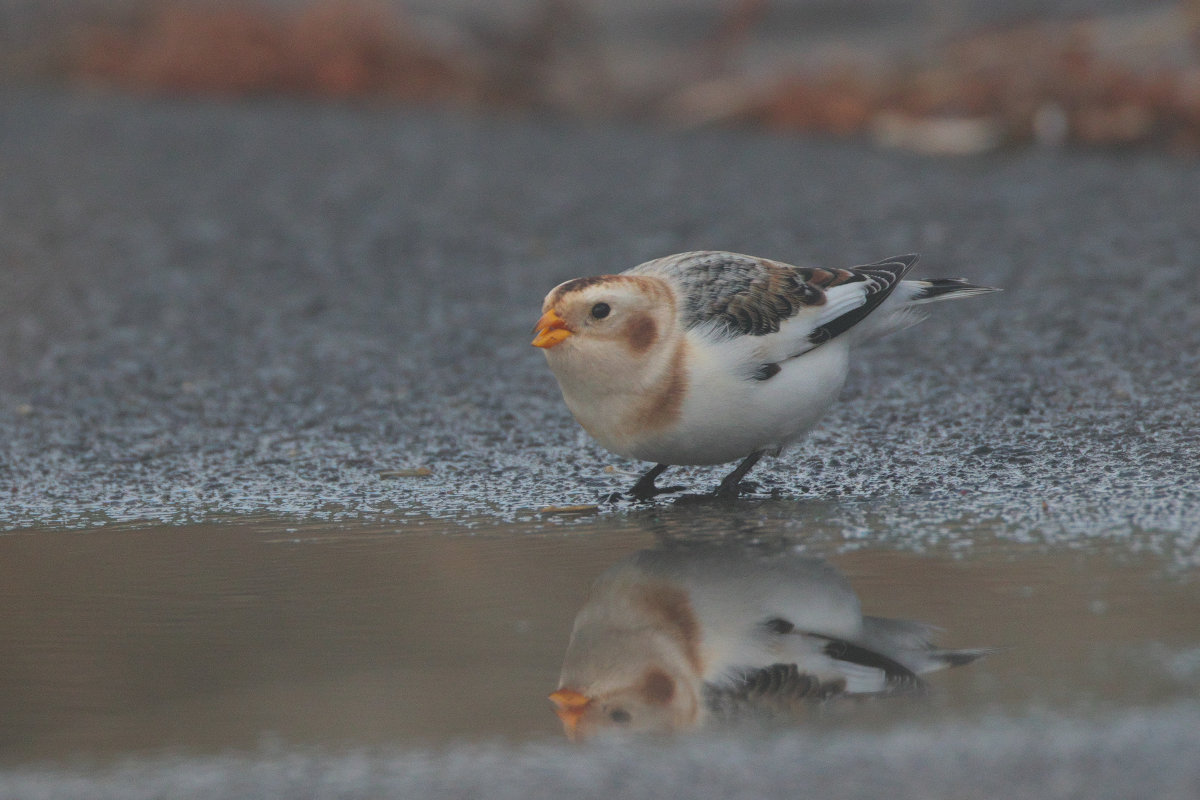 水たまりのユキホオジロ Snow Bunting : jobi,jobi!