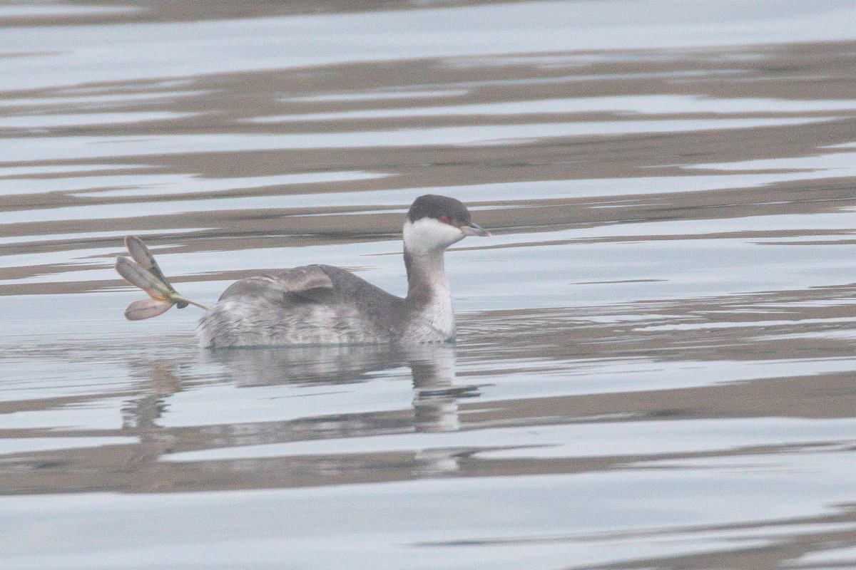 ミミカイツブリ第一回冬羽 Horned Grebe : jobi,jobi!