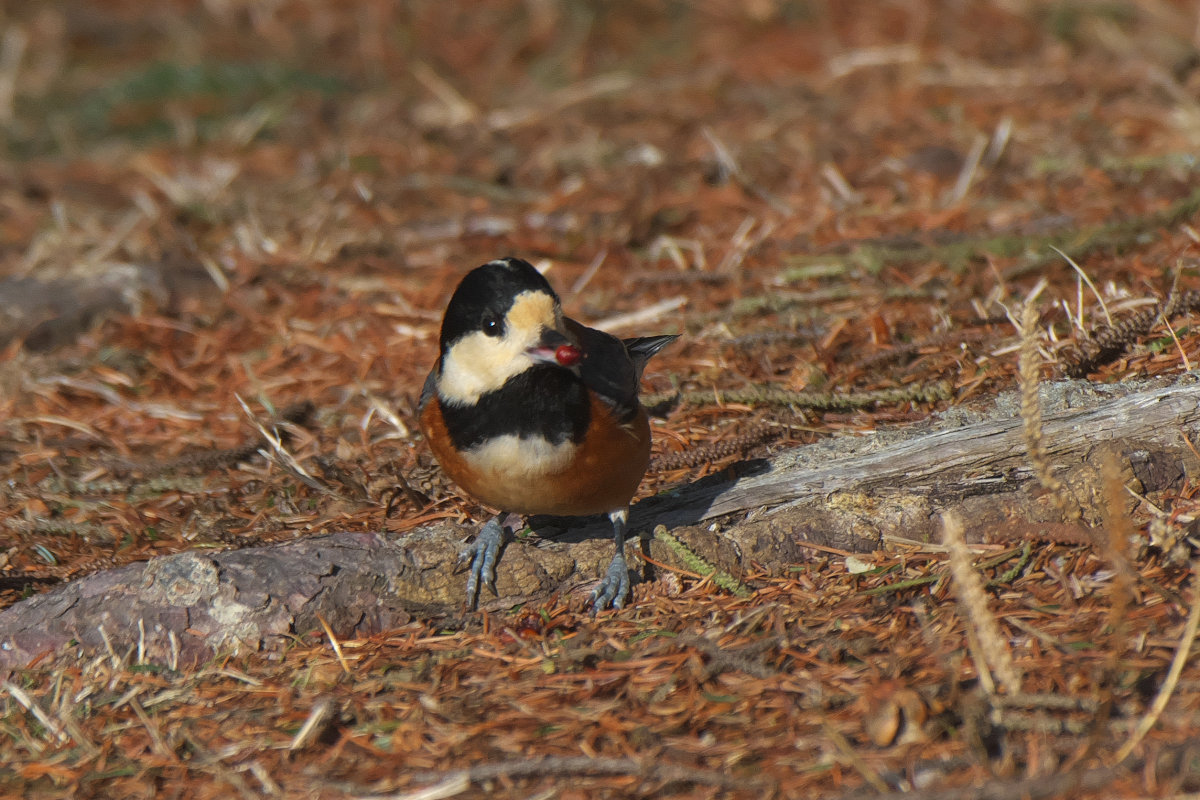 越冬ヤマガラ Varied Tit : jobi,jobi!