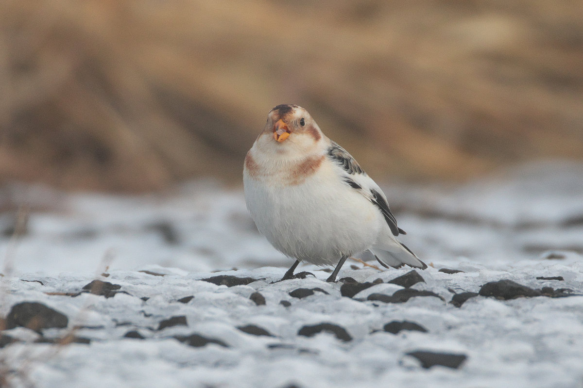 雪を食べるユキホオジロ Snow Bunting : jobi,jobi!